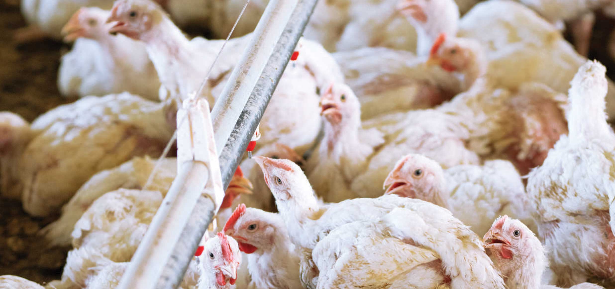 Poultry Feeds: Broilers - Pinnacle Feeds Ltd
