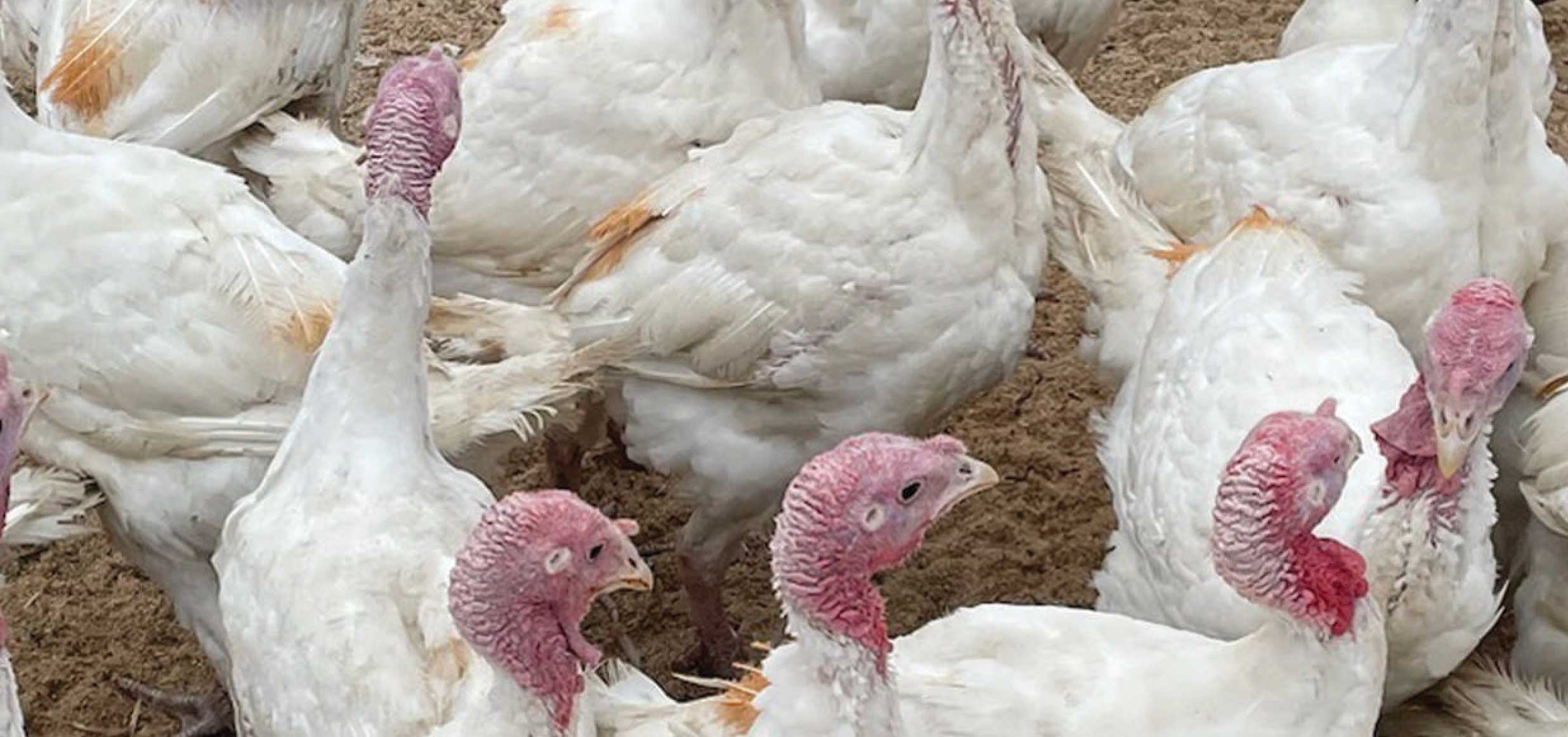 Poultry Feeds: Turkeys - Pinnacle Feeds Ltd