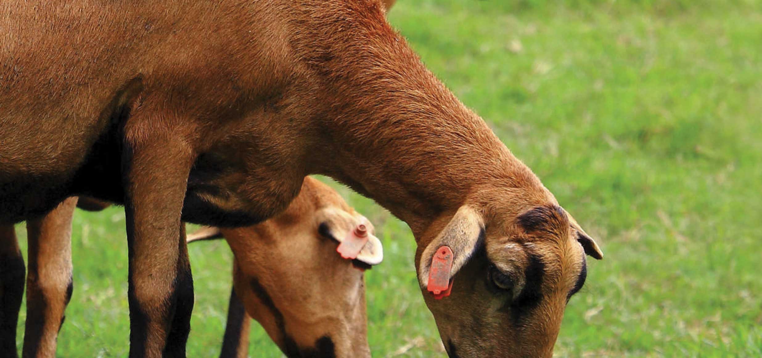 Sheep & Goat Feed - Pinnacle Feeds Ltd